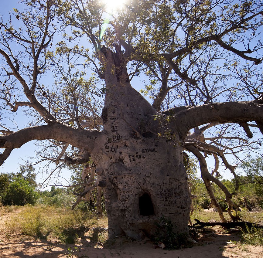 Jail trees – The Generalist Academy