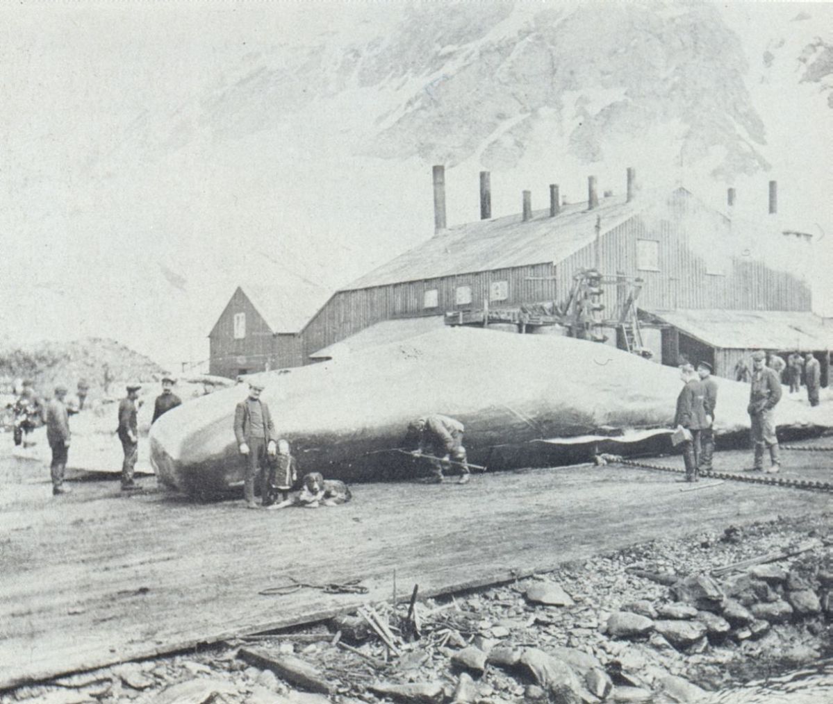 First Antarcticans – The Generalist Academy