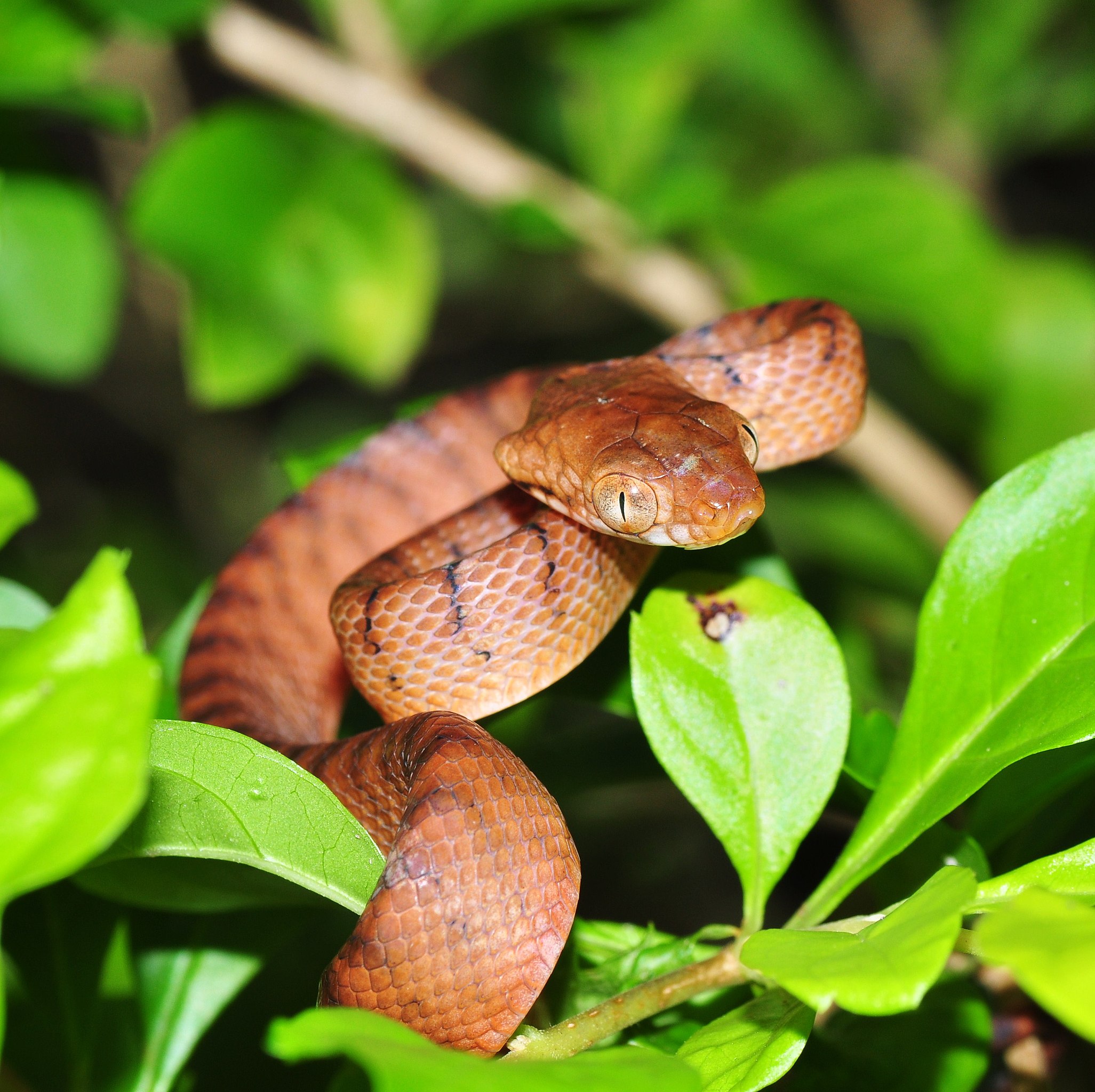Lasso snake – The Generalist Academy