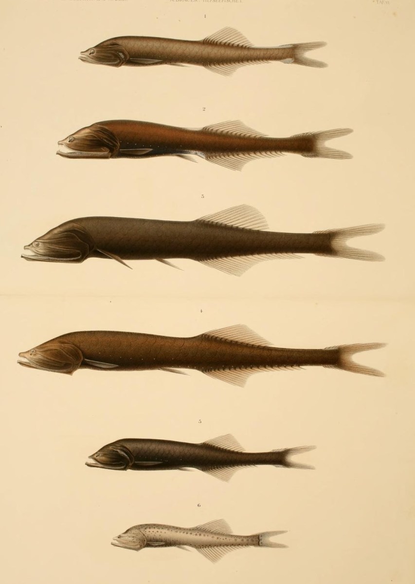 A quadrillion fish – The Generalist Academy