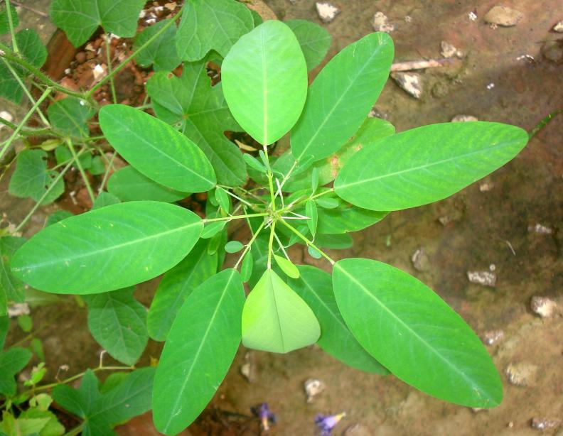 Dancing plant – The Generalist Academy